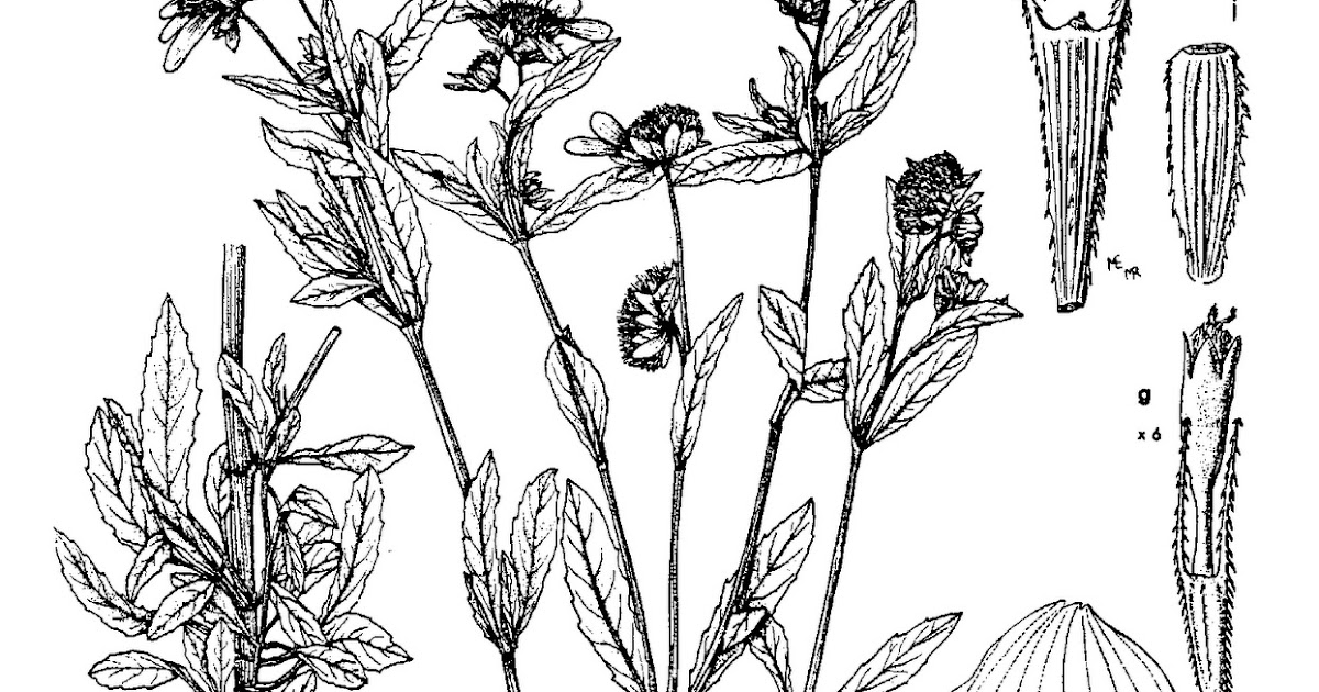 Malezas Comestibles: Amor Seco