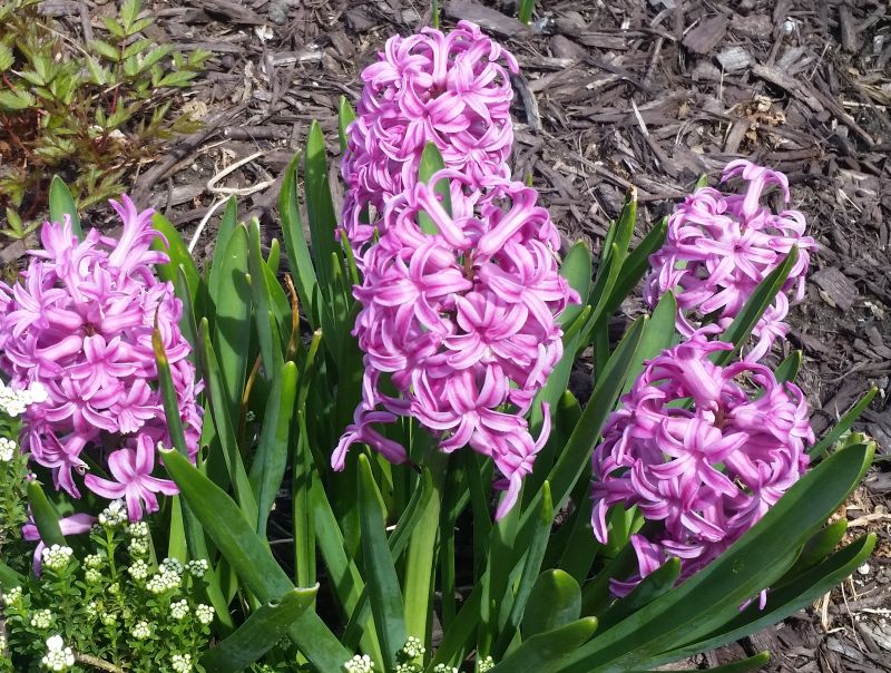 Future Plants by Randy Stewart: Hyacinth