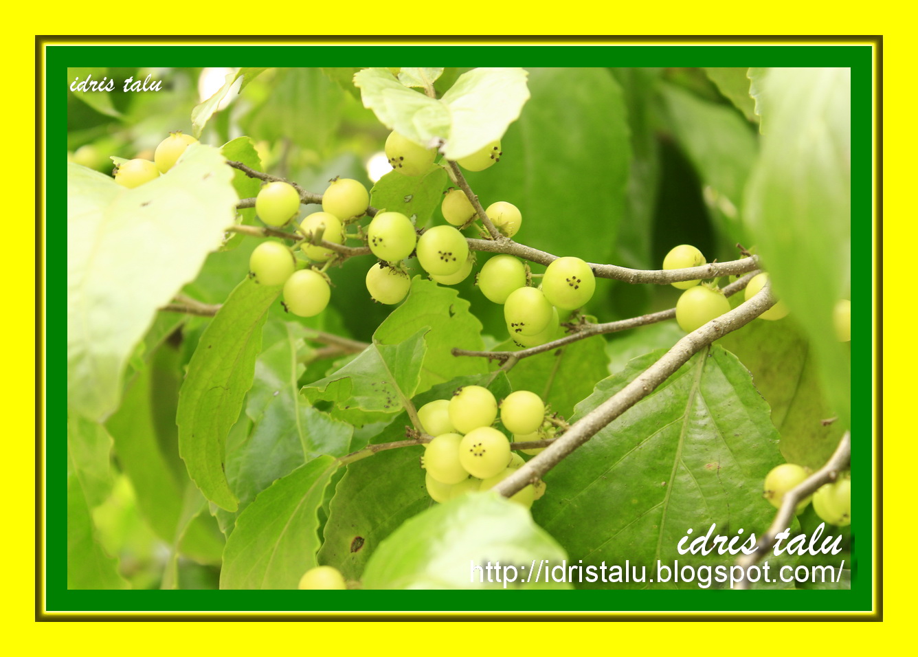 IdrisTalu: Buah Rokam - flacourtia inermis