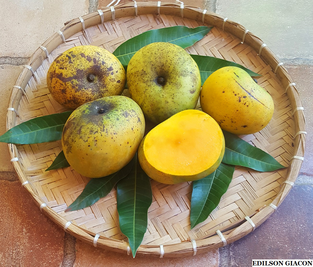 Viveiro Ciprest - Plantas Nativas e Exóticas: Manga Extrema ou Formiga ...