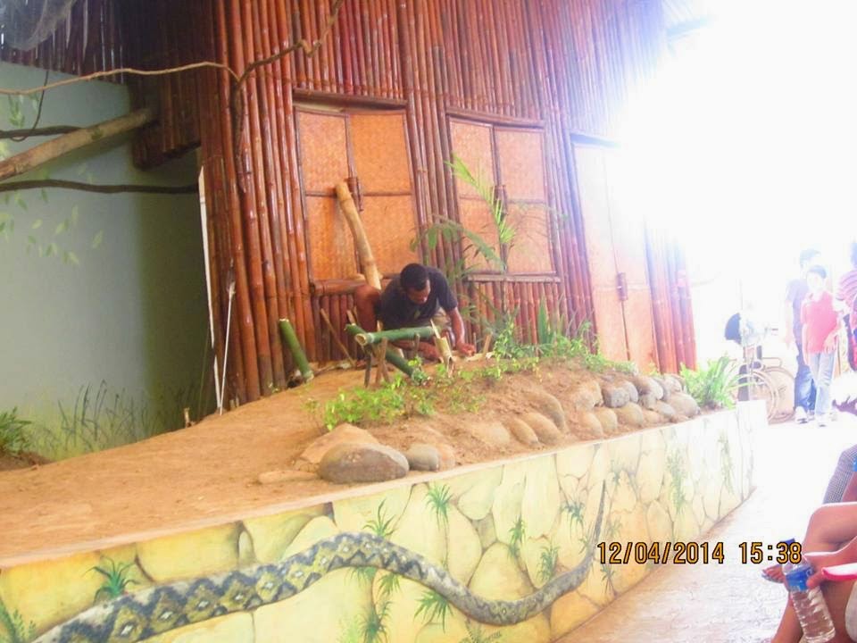 Dolphin watching and Sea lion encounter at Ocean Adventure, Subic Bay