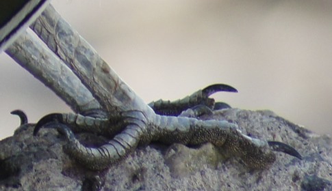 Butler's Birds: Bird Feet