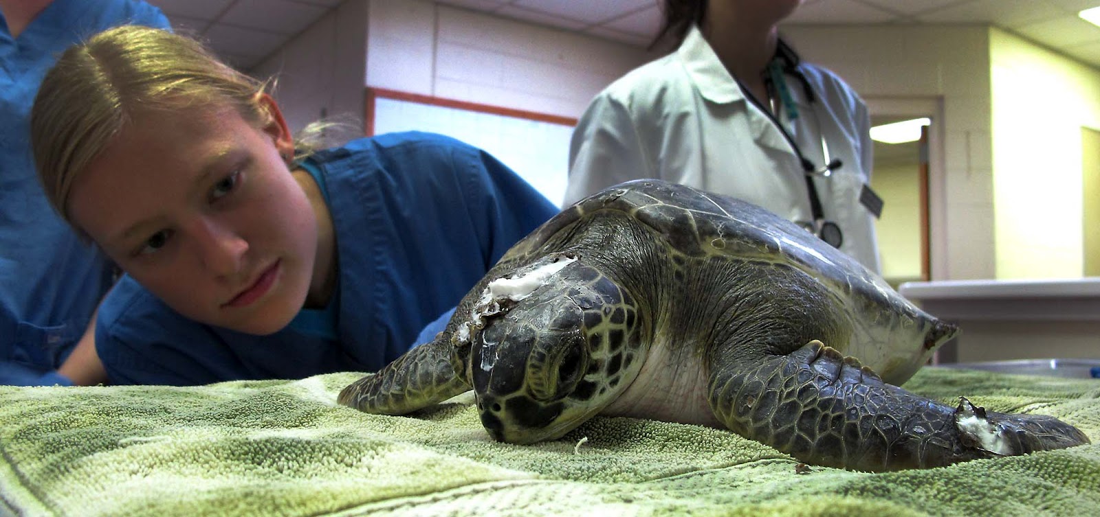 PSICOLMASCOT: Cirugía experimental en una tortuga, realizada en ...