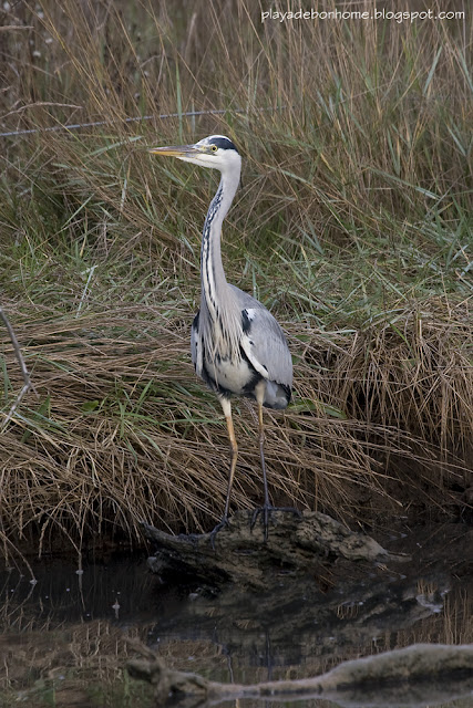 playadebonhome: Una Garza Real