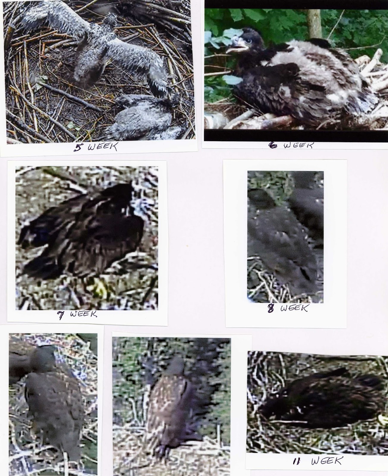 Eagle Information: Eagle Documents and Pictures