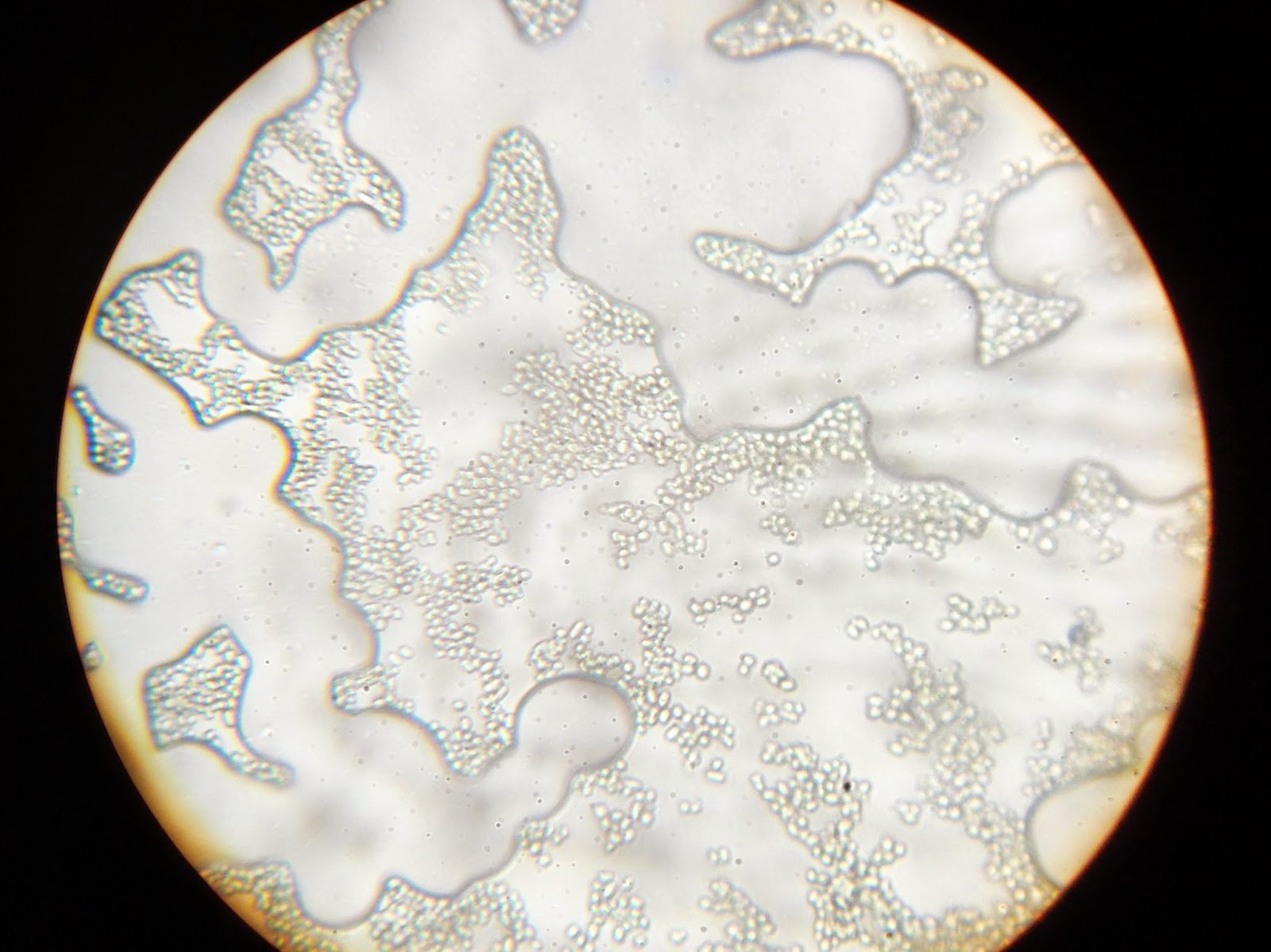 LE MICROSCOPE DU COLLÈGE WEILER (et la loupe monoculaire): OBSERVATIONS ...