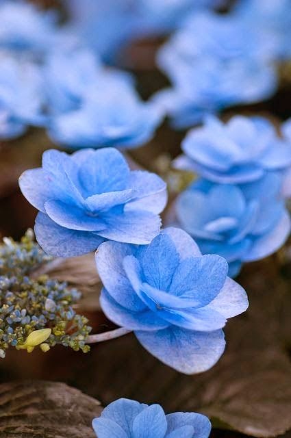 Blue Hydrangea Macrophylla
