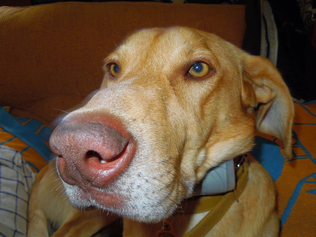 Verde y Cordial: CANELO Y LA GALLINA