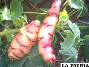 APORTES A LA ALIMENTACIÓN MUNDIAL Y PRODUCTOS ORIGINARIOS: OCA