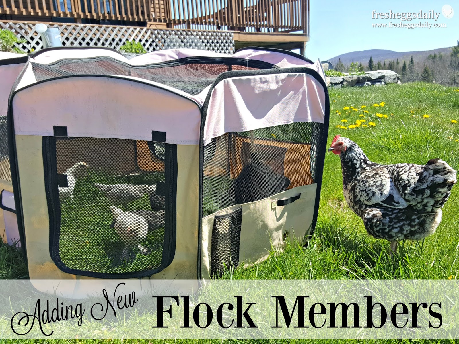 4 Steps for Introducing New Chickens to your Backyard Flock - Fresh ...
