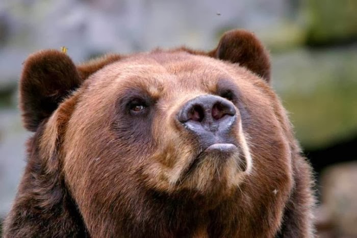 Bear meets a bee (4 pics) | Amazing Creatures