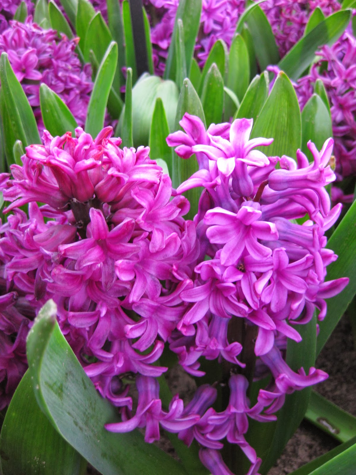 Rotary Botanical Gardens - Hort Blog: Consider Hyacinths