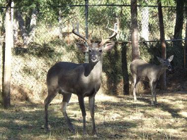 Un chico realmente ESPECIAL: LOS ANIMALES DE MI TIERRA U-Z
