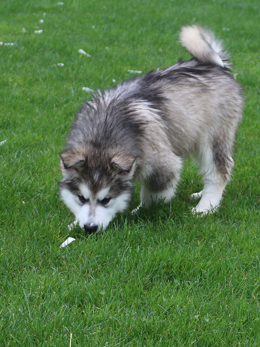 9 weeks old in the rain! ~ Aariah Malamutes