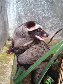ANIMAL LIFE: KAKI MUSANG AKAR YANG MENGELUPAS