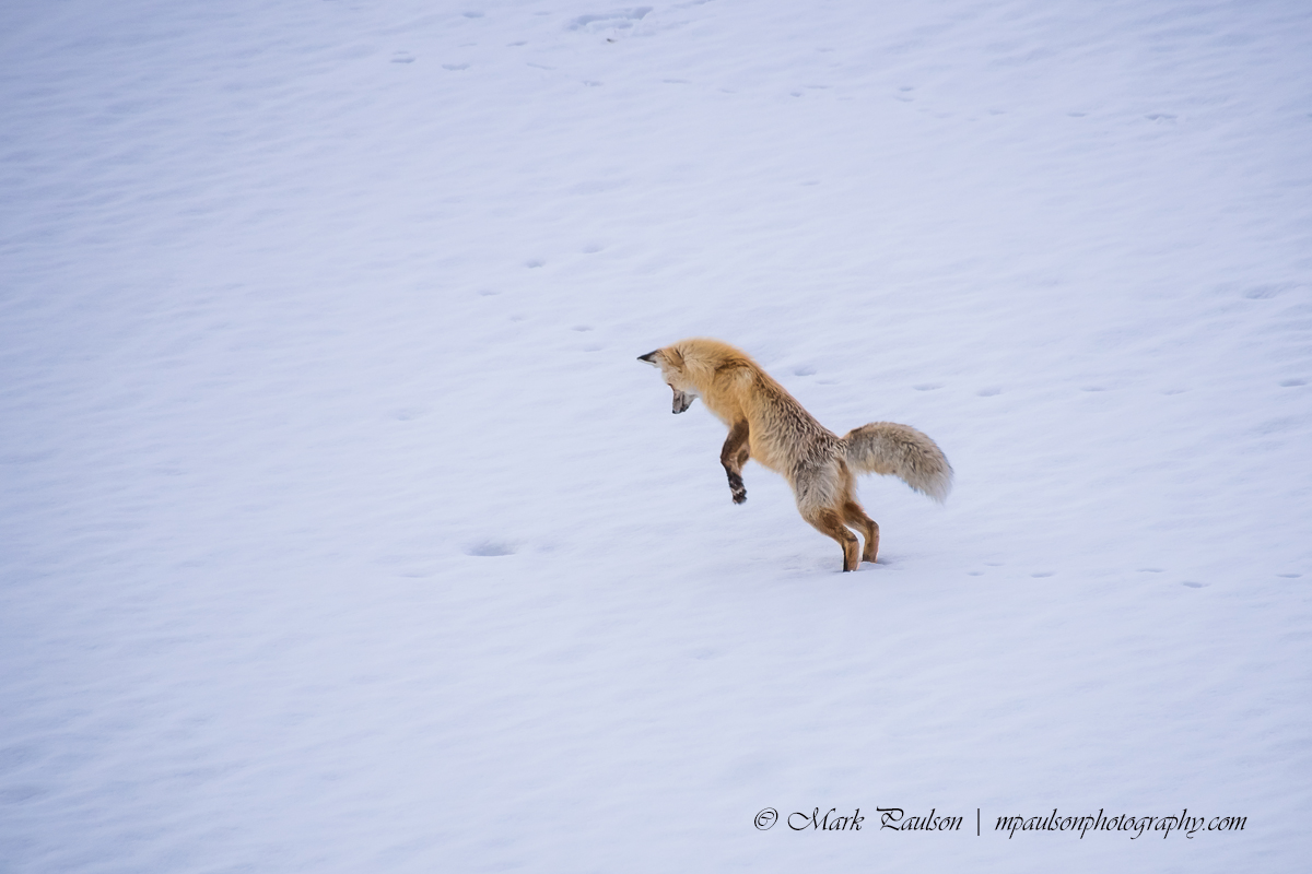 MAP Artistic Photography: Photo of the Day: Red Fox Pounce, Yellowstone ...