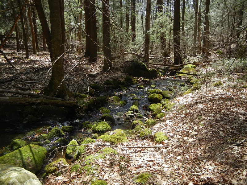 GranWood Explores: Hike #22: People's State Forest - Barkhamsted, CT