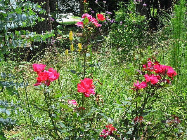 Durham Council of Garden Clubs: February 2014