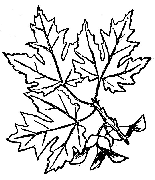Piešiniai ir darbeliai: Spalvinimo paveiksliukas - klevo lapai