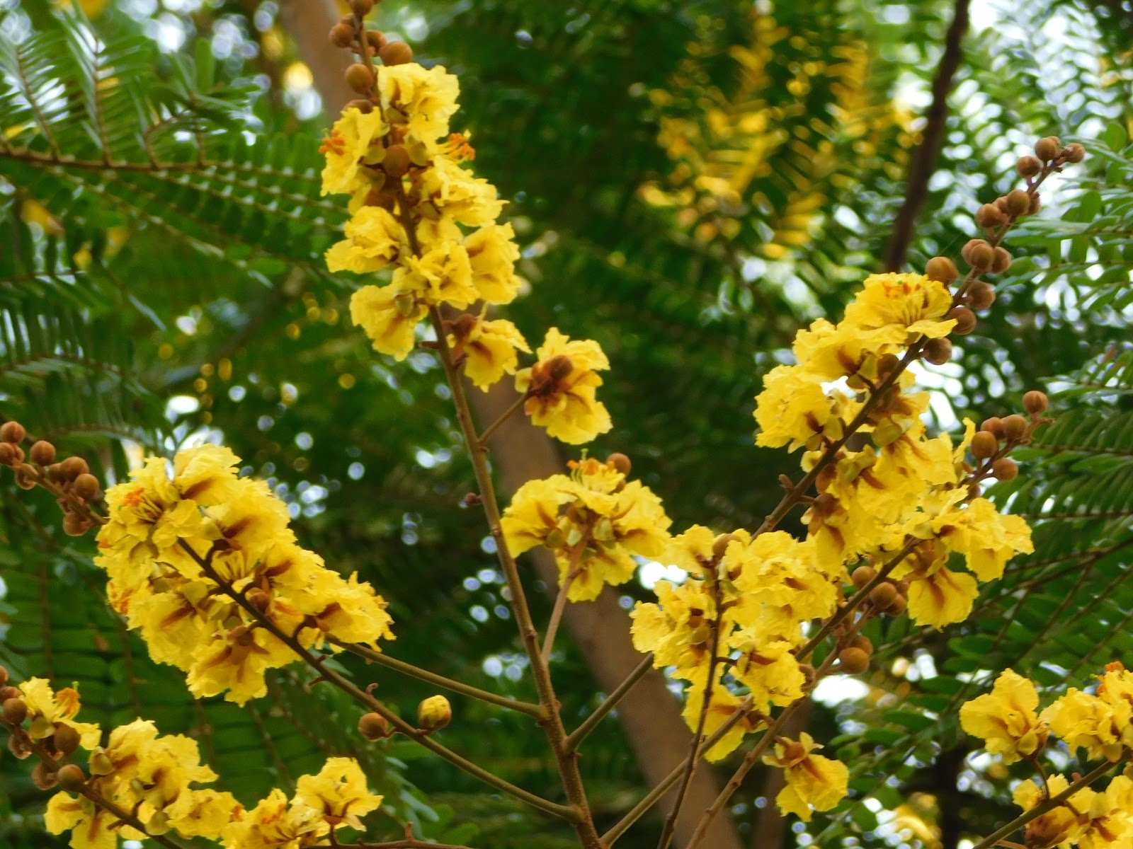 Yellow Gulmohar Tree