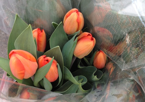 Bindweed Farm: Fresh Cuts: April 1