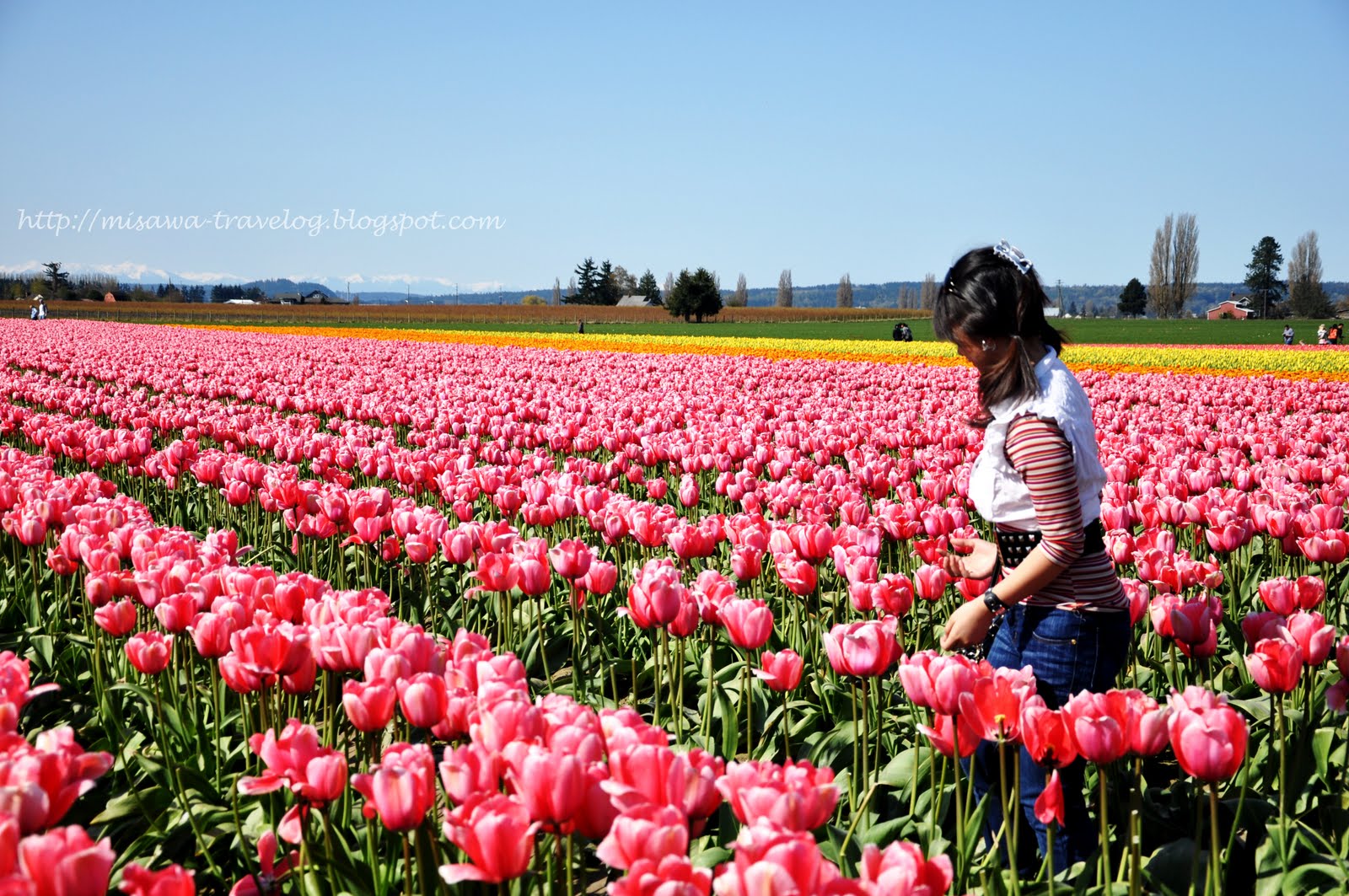 TRAVELOG: Tulip Town Skagit Valley, Washington