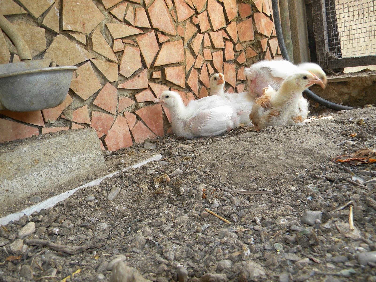 Como Hacer Bebederos De Agua Para Pollos - Noticias de Pollo
