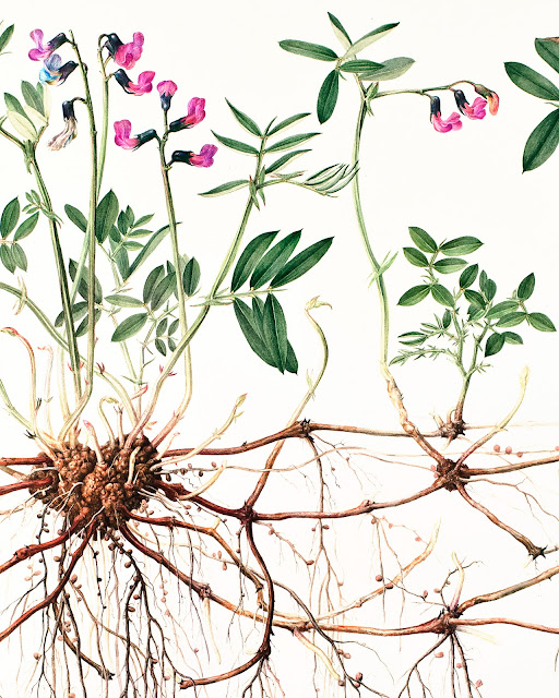 sarah roberts: Bitter vetch