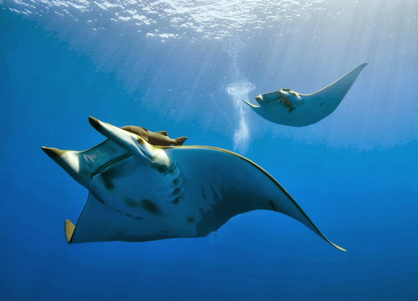 Devil Ray - Fishes World - HD Images & Free Photos