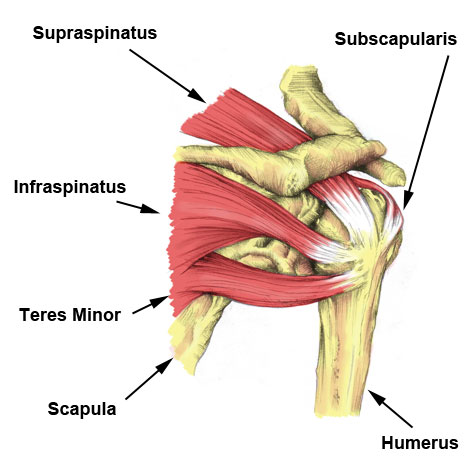 Supraspinatus | ARM MOVERS | Rotator Cuff
