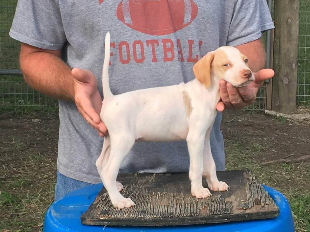 POINTER AMERICANO "GARCIAS KENNEL"