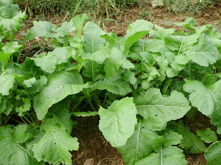 Ohiofarmgirl's Adventures In The Good Land: Turnip-rrific!