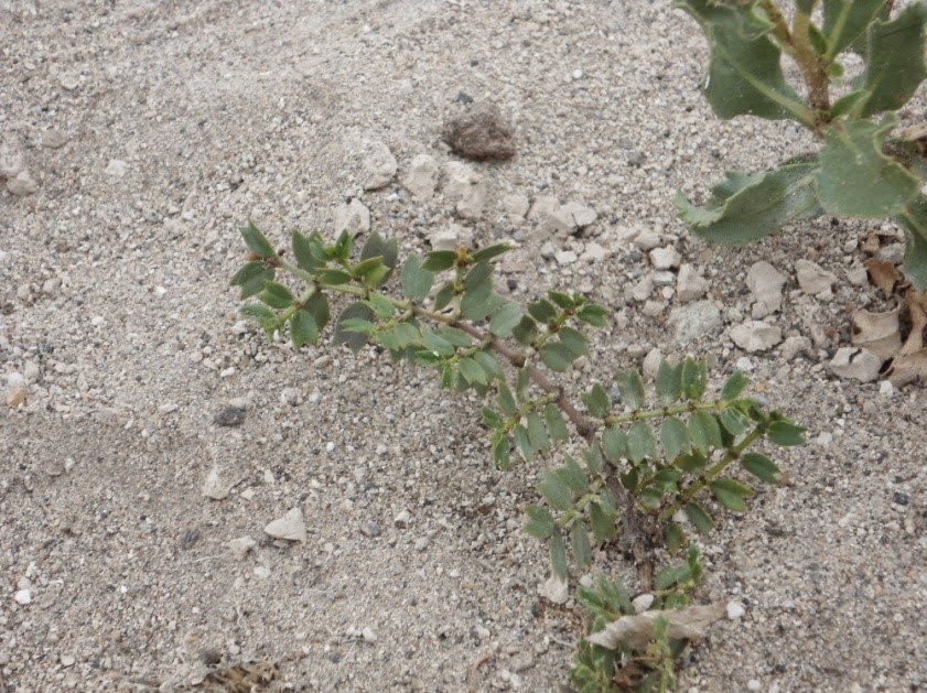 Seminario de Paleobiología y Educación: Biología