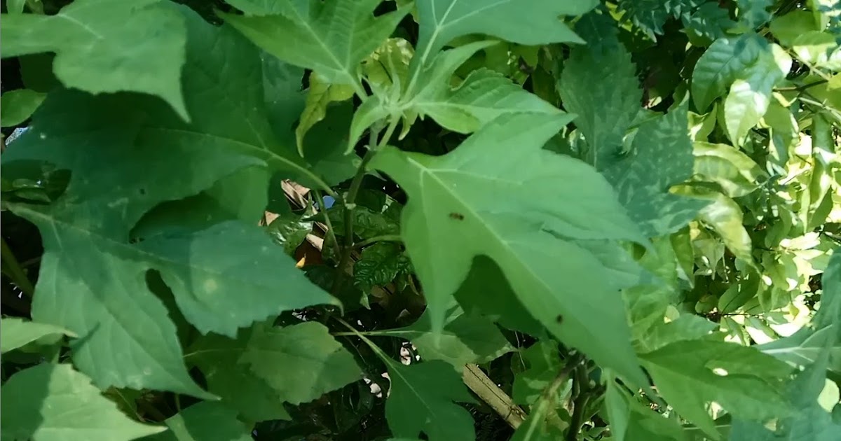 Daun Insulin - Tithonia diversifolia - Mexican Sunflower - Back to Nature
