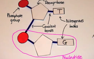 AS Biology OCR: Polynucleotides & DNA