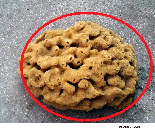 Did You Know Sea Sponges Will Facts Store