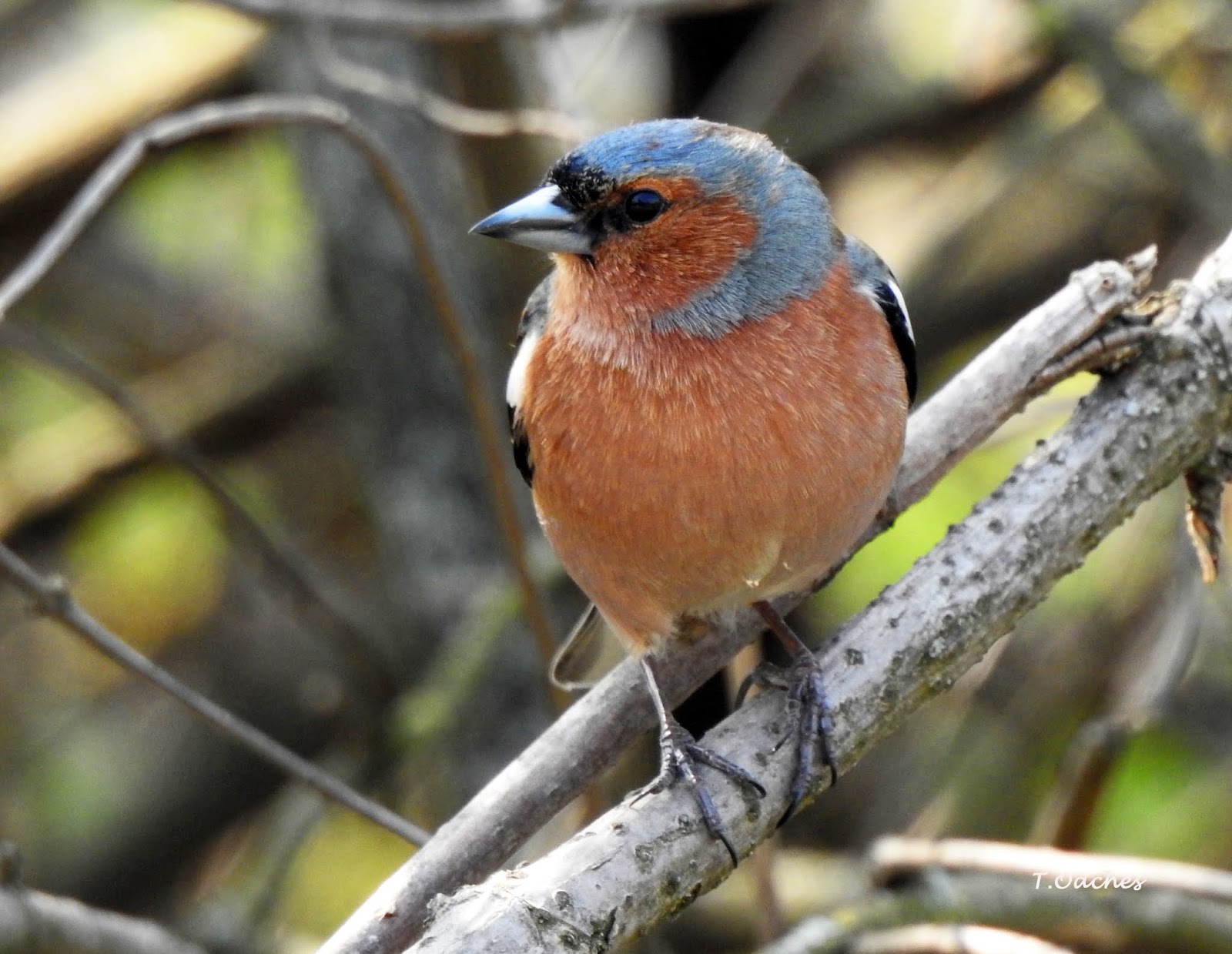 PASARI DIN ROMANIA: CINTEZA, Fringilla coelebs