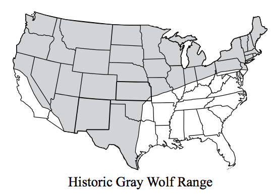 Inkfish: Finances with Wolves