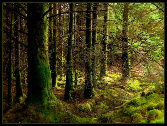 CONNEMARA Cloosh Forest