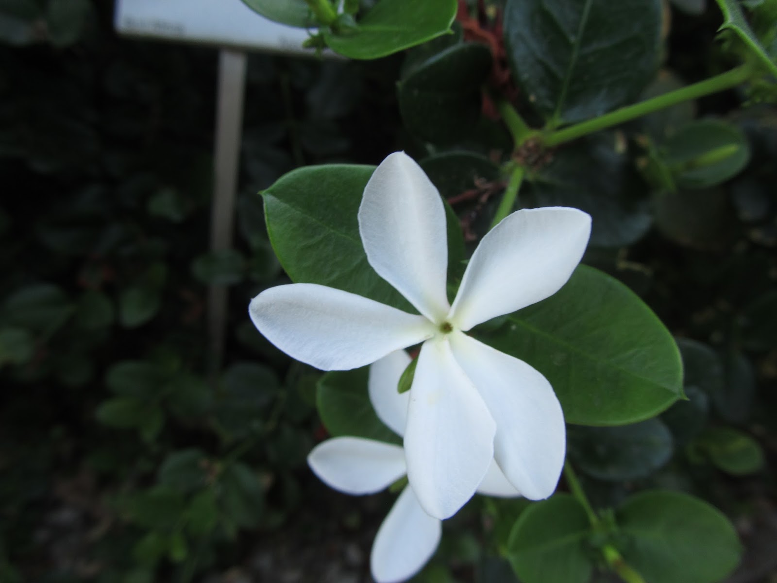 Come Coltivare la Carissa macrocarpa (Prugna del Natal) ? Dove può ...