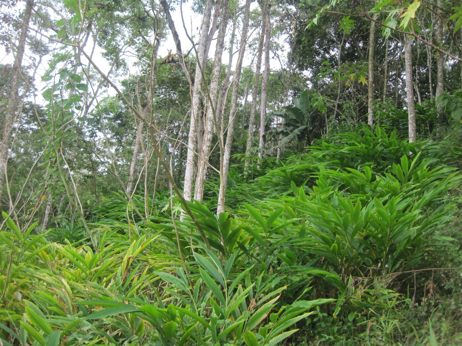 Cardamom Nation: Colombian farmers find in Cardamom a way to diversify ...