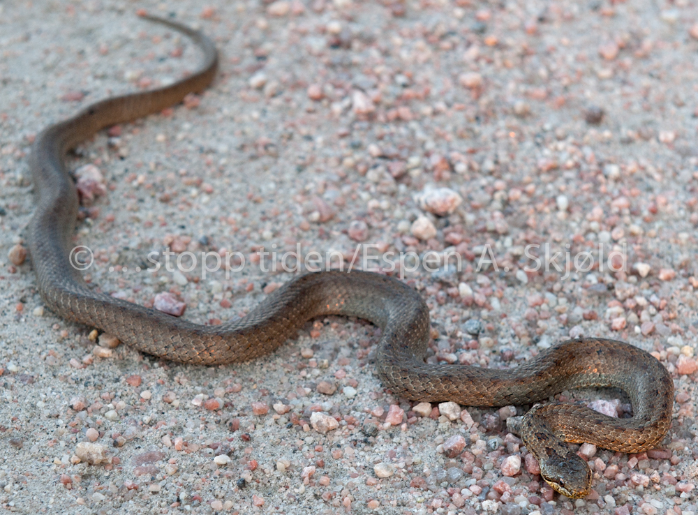 ...stopp tiden!: Slettsnok