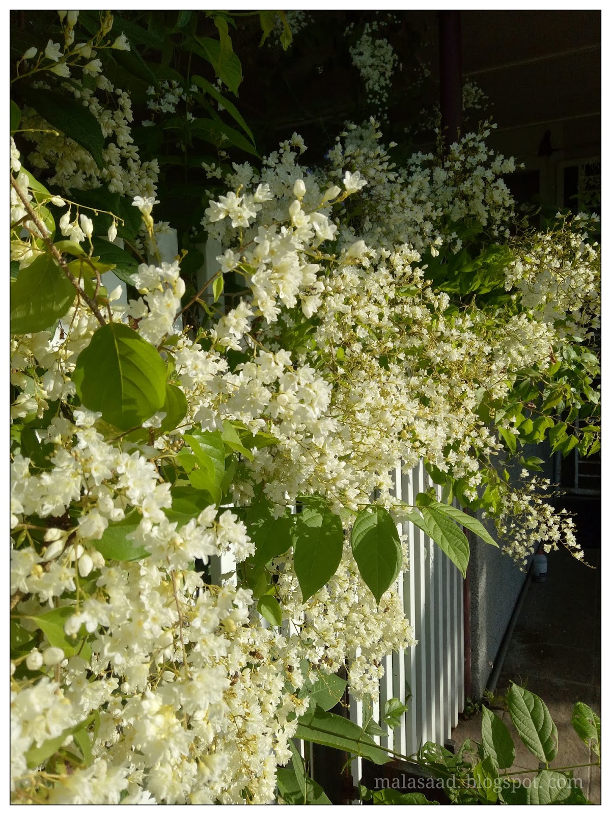 My Green Eye's: Porana Volubilis / Snow Vine