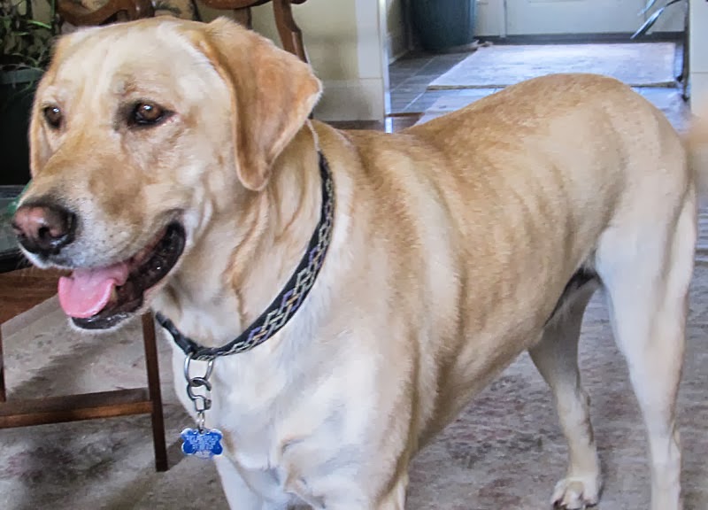 Talking Dogs at For Love of a Dog: You Calling My 104 Pound Labrador ...