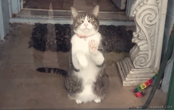 Cat Spazzing Out Gif