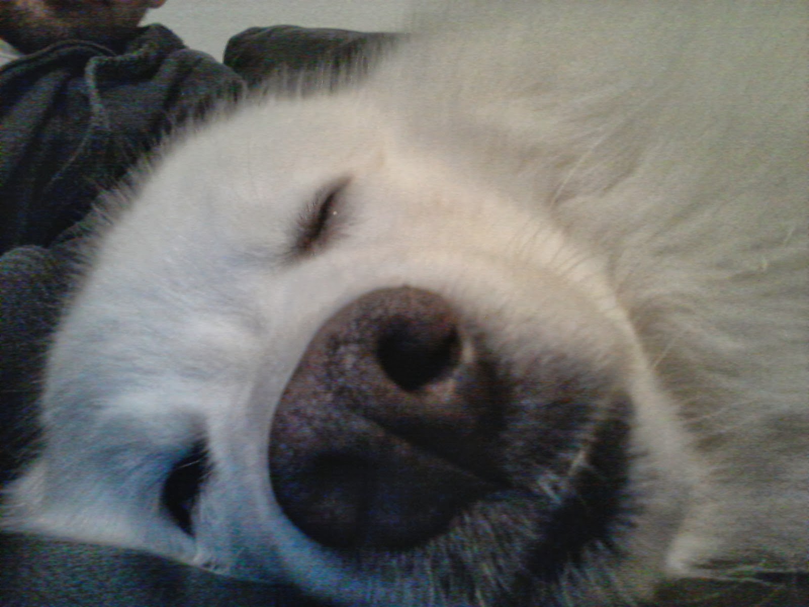 AgiHaiku: Japaninpystykorva, paras pystykorva