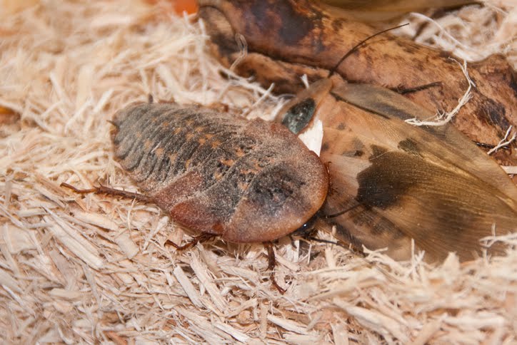 Pacific Science Center Life Sciences: Giant Brazilian Cockroaches
