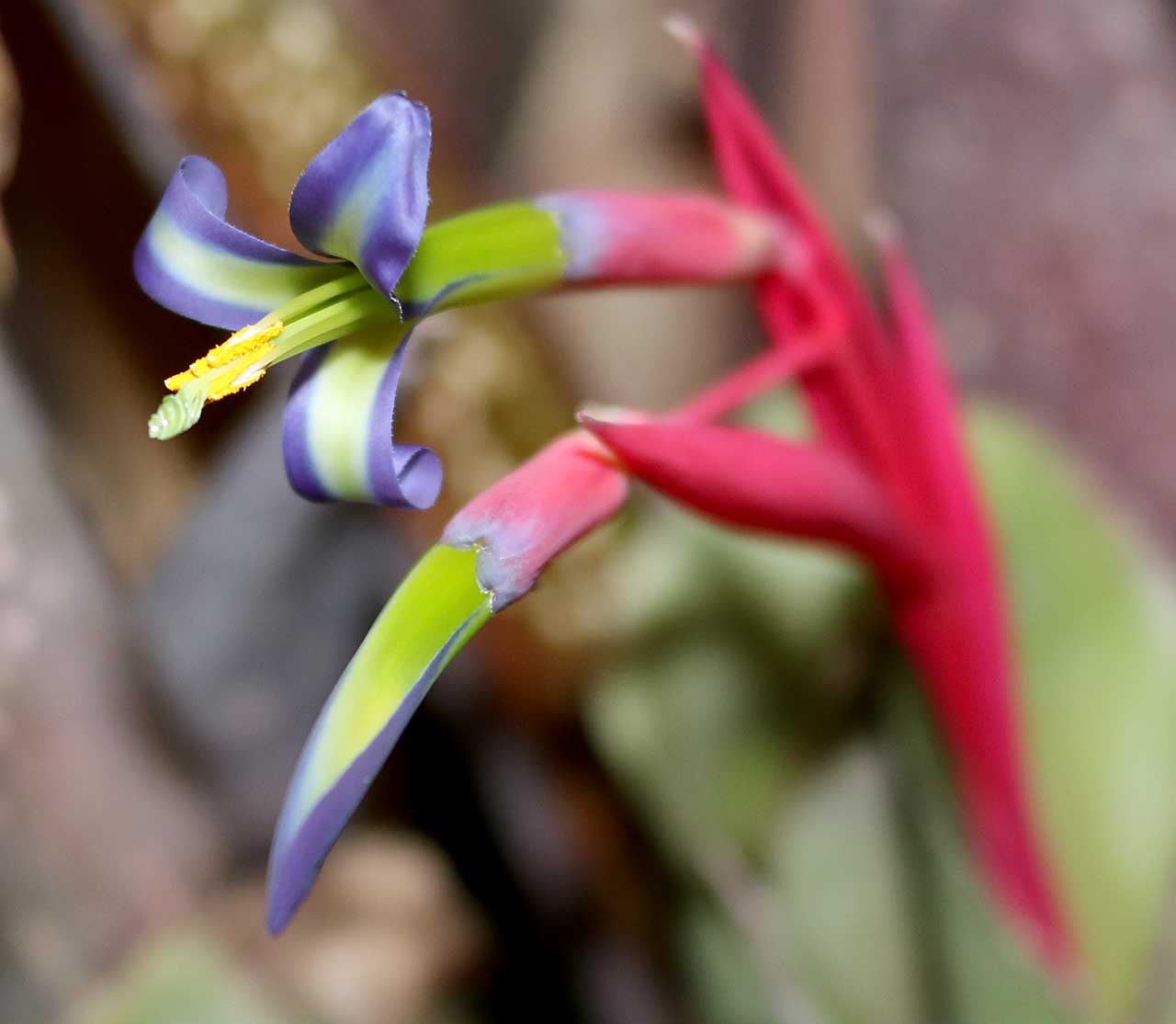 Poppular Photography: Queen of Tears Flowering for 2018