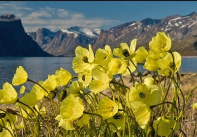 Ultima Thule: Arctic flora in coming spring