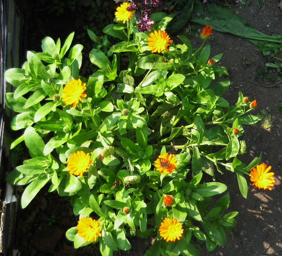 Din gradina,: Flori sanitar din gradina de legume